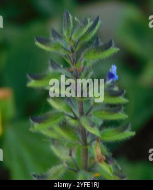 Salvia serotina L Salvia serotina L Stock Photo - Alamy