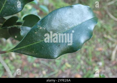 Ironwood (Olea capensis macrocarpa Stock Photo - Alamy