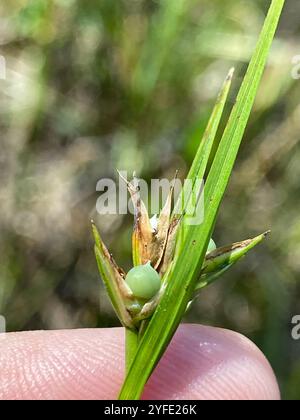 Baldwin's nutrush (Scleria baldwinii Stock Photo - Alamy