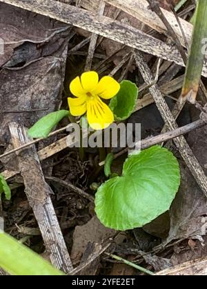 western roundleaf violet (Viola orbiculata Stock Photo - Alamy