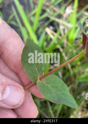 Virginia marsh St. John's-wort (Hypericum virginicum Stock Photo - Alamy