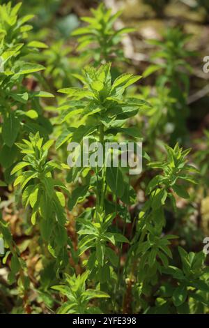 Upright Spurge (Euphorbia stricta Stock Photo - Alamy