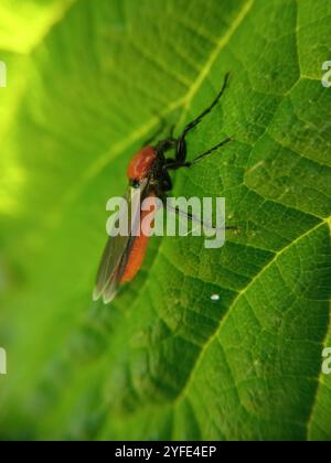 Garden March Fly (Bibio hortulanus), Insecta, 5080 Laufenburg, Schweiz ...