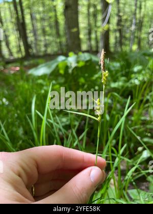 pretty sedge (Carex woodii Stock Photo - Alamy