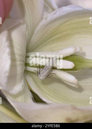 Yucca Moths (Prodoxidae Stock Photo - Alamy