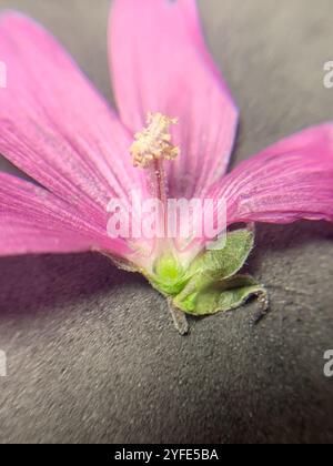 Rose Checkermallow (Sidalcea virgata Stock Photo - Alamy