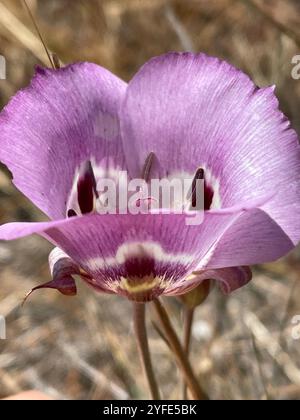 clay mariposa lily (Calochortus argillosus Stock Photo - Alamy