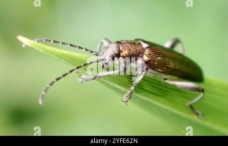 Grooved Leaf Beetle (Donacia semicuprea Stock Photo - Alamy