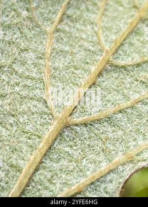 graybark grape (Vitis cinerea Stock Photo - Alamy