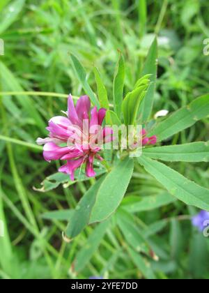 lupine clover (Trifolium lupinaster Stock Photo - Alamy