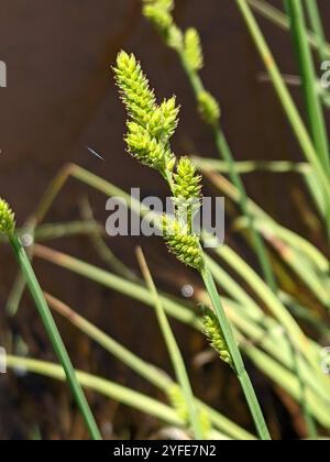 hoary sedge (Carex canescens Stock Photo - Alamy