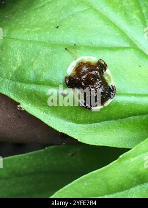 Clavate Tortoise Beetle (Helocassis clavata) on a Carolina Horsenettle ...