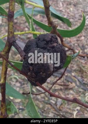 wattle gall rusts (Uromycladium Stock Photo - Alamy