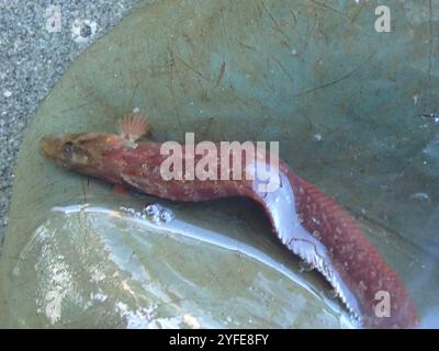 High Cockscomb (Anoplarchus purpurescens Stock Photo - Alamy