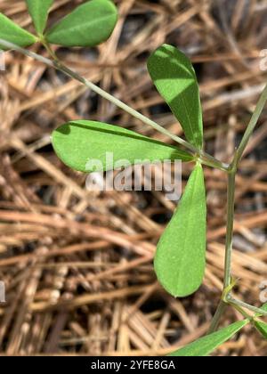 eastern wild indigo (Baptisia tinctoria Stock Photo - Alamy