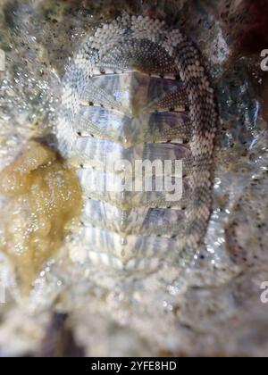 Scaly Chiton (Chiton squamosus Stock Photo - Alamy