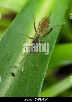 Ichneumonid Wasps (Ichneumonidae Stock Photo - Alamy