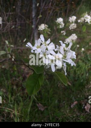 roundleaf shadbush (Amelanchier sanguinea Stock Photo - Alamy
