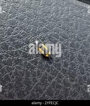 Redbud Borer (Ptosima gibbicollis Stock Photo - Alamy