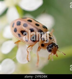 Water Ladybird (Anisosticta novemdecimpunctata Stock Photo - Alamy