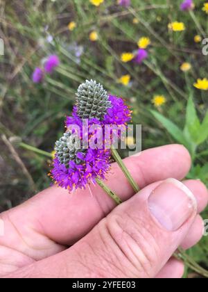Compact Prairie Clover (Dalea compacta) Plantae Stock Photo - Alamy