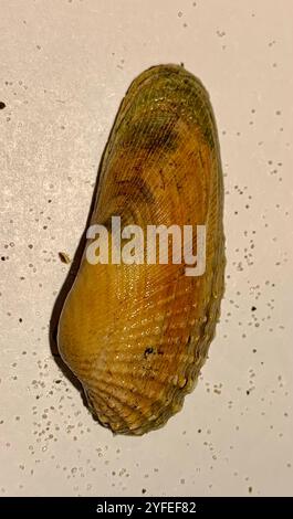 False Angelwing (Petricolaria pholadiformis Stock Photo - Alamy