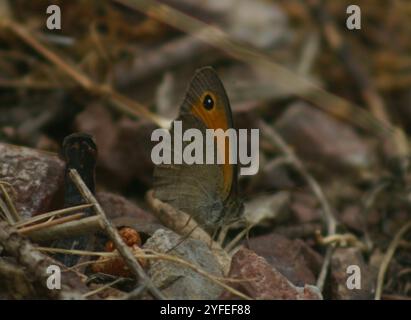 Persian Meadow Brown (Maniola telmessia Stock Photo - Alamy