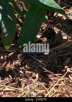 Common Spotted Whiptail (Aspidoscelis gularis Stock Photo - Alamy