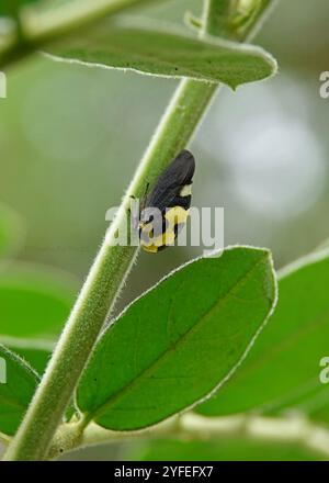 Mexican Treehopper (Membracis mexicana Stock Photo - Alamy