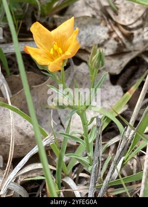 Yellow Flax (Linum rigidum Stock Photo - Alamy