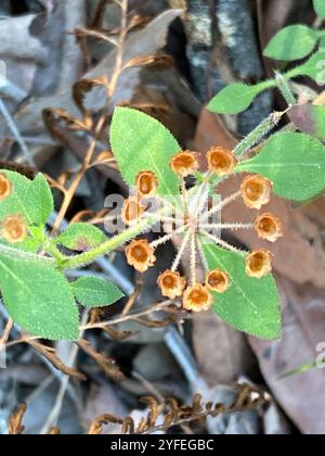 pomax (Pomax umbellata Stock Photo - Alamy