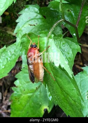 Stink Fly (Coenomyia ferruginea Stock Photo - Alamy
