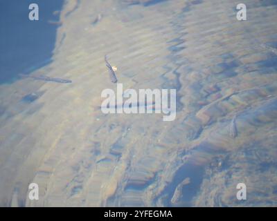 Salmons and Trouts (Salmoninae Stock Photo - Alamy