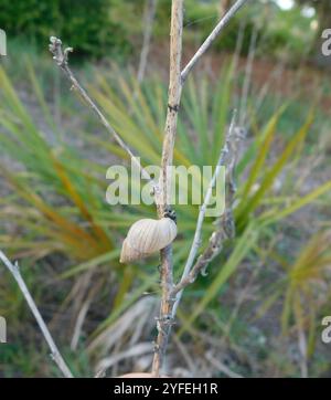 Ghost Bulimulus (Bulimulus bonariensis Stock Photo - Alamy