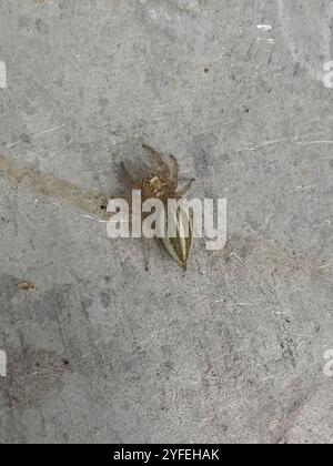Sylvan Jumping Spider (Colonus sylvanus Stock Photo - Alamy