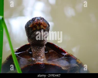 Eastern Saw-shelled Turtle (Myuchelys latisternum Stock Photo - Alamy