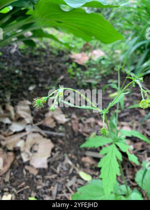 Spring Avens (Geum vernum Stock Photo - Alamy