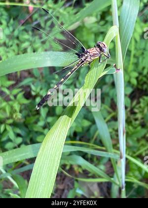 Common Sanddragon (Progomphus obscurus Stock Photo - Alamy
