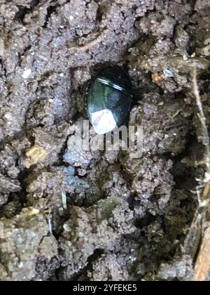 Two-lined Burrowing Bug (Pangaeus bilineatus Stock Photo - Alamy