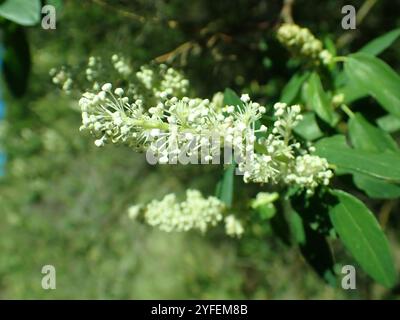 deerbrush ceanothus (Ceanothus integerrimus Stock Photo - Alamy