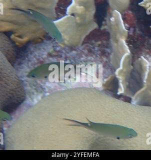 Brown Chromis (Azurina multilineata Stock Photo - Alamy