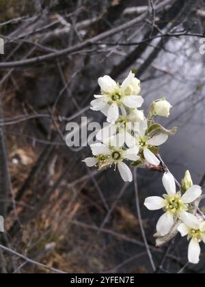 Running Serviceberry (Amelanchier stolonifera Stock Photo - Alamy