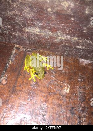Red Snouted Tree Frog (Scinax ruber Stock Photo - Alamy