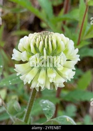 buffalo clover (Trifolium reflexum Stock Photo - Alamy