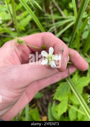 white avens (Geum canadense Stock Photo - Alamy