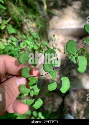 California Maidenhair Fern (Adiantum jordanii Stock Photo - Alamy