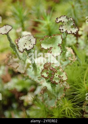 Ladder Lichen (Cladonia verticillata Stock Photo - Alamy