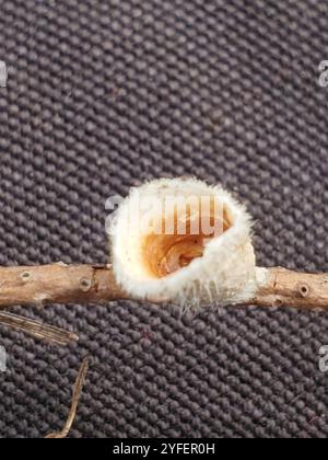 woolly bird's nest fungus (Nidula niveotomentosa Stock Photo - Alamy