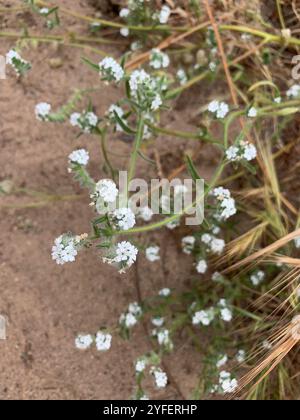 Clearwater cryptantha (Cryptantha intermedia Stock Photo - Alamy