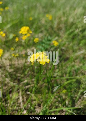 Siberian Whitlowgrass (Draba sibirica Stock Photo - Alamy